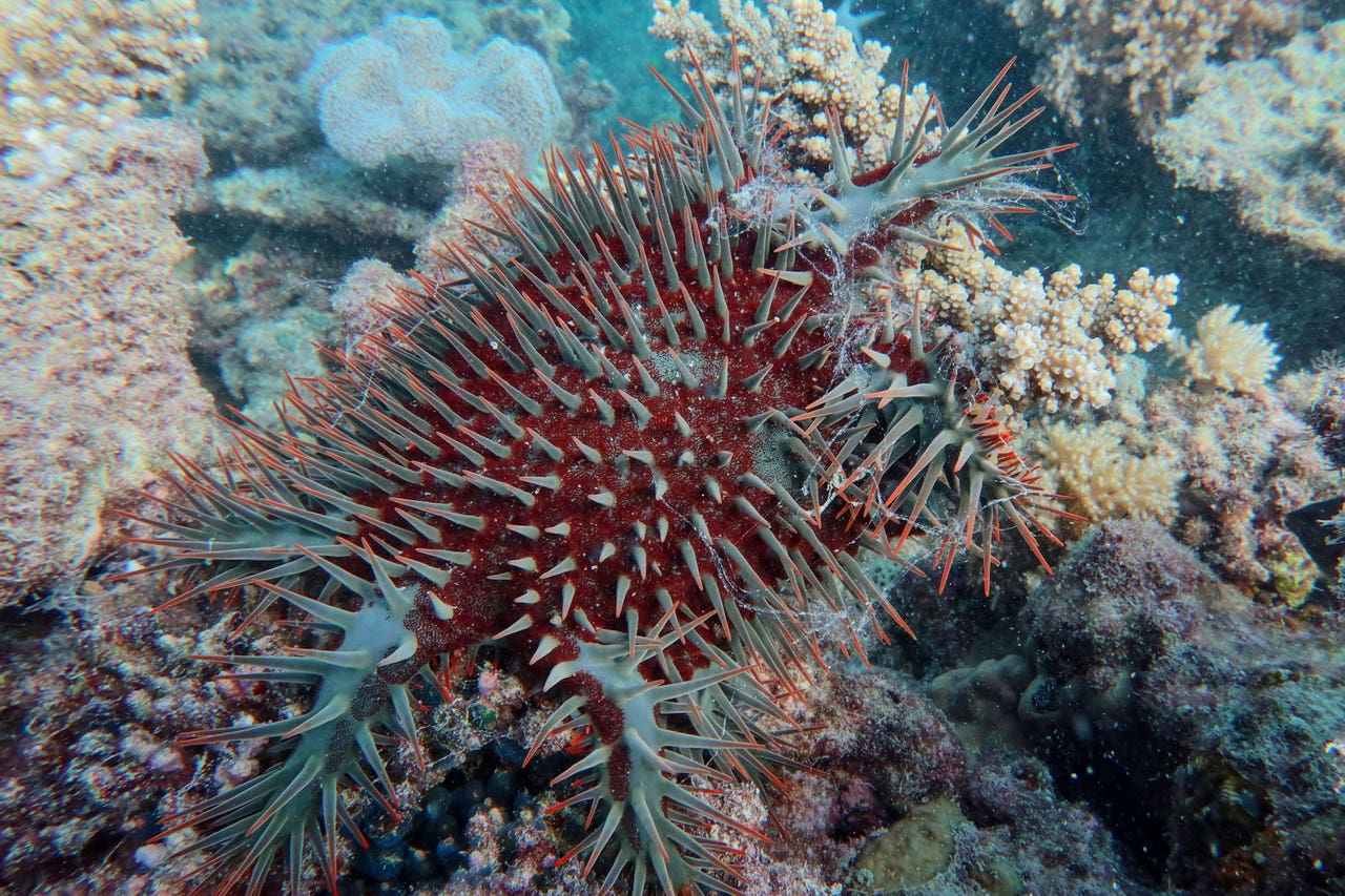 Great Barrier Reef records largest annual coral loss in 39 years ...