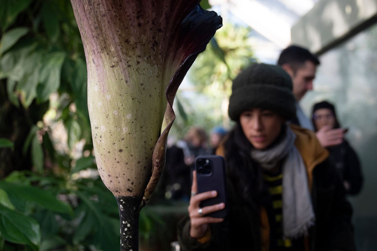 Australia holds nose for third rancid bloom of rare corpse plant in ...