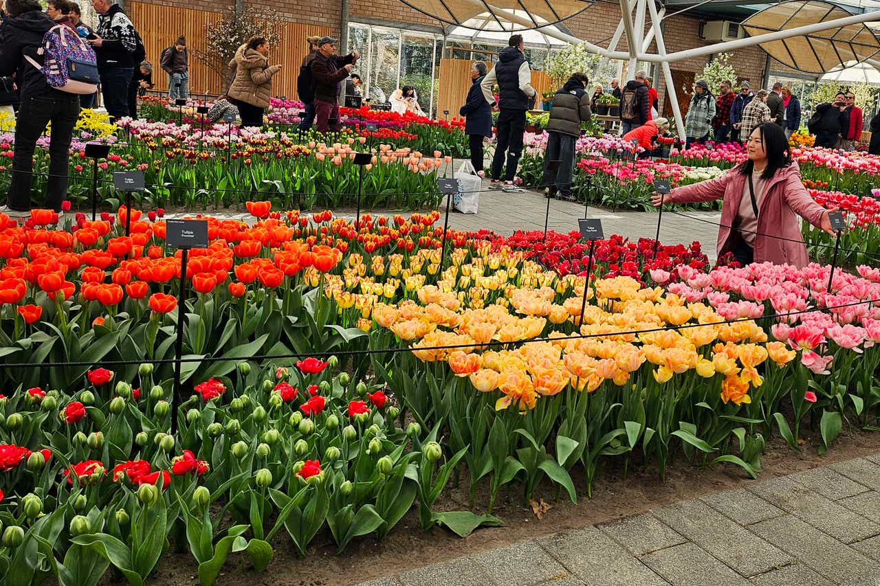 Flower lovers flock to spring tulip vistas at famous Dutch park | Chard ...