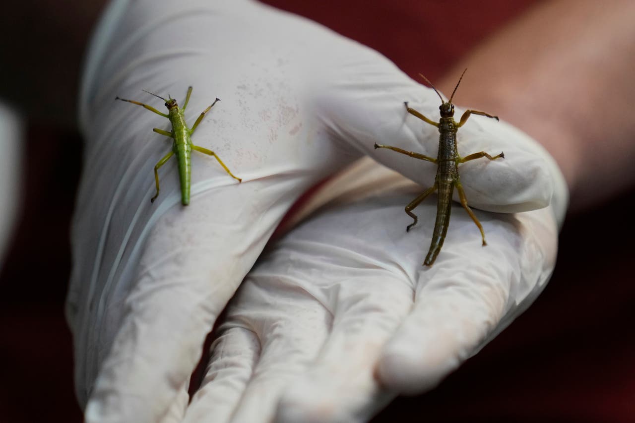 Prague Zoo joins bid to ensure survival of rare insect once considered ...