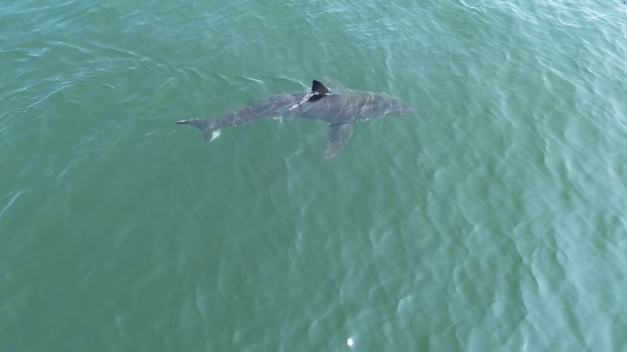 Great white shark sightings on the rise along US Atlantic coast ...