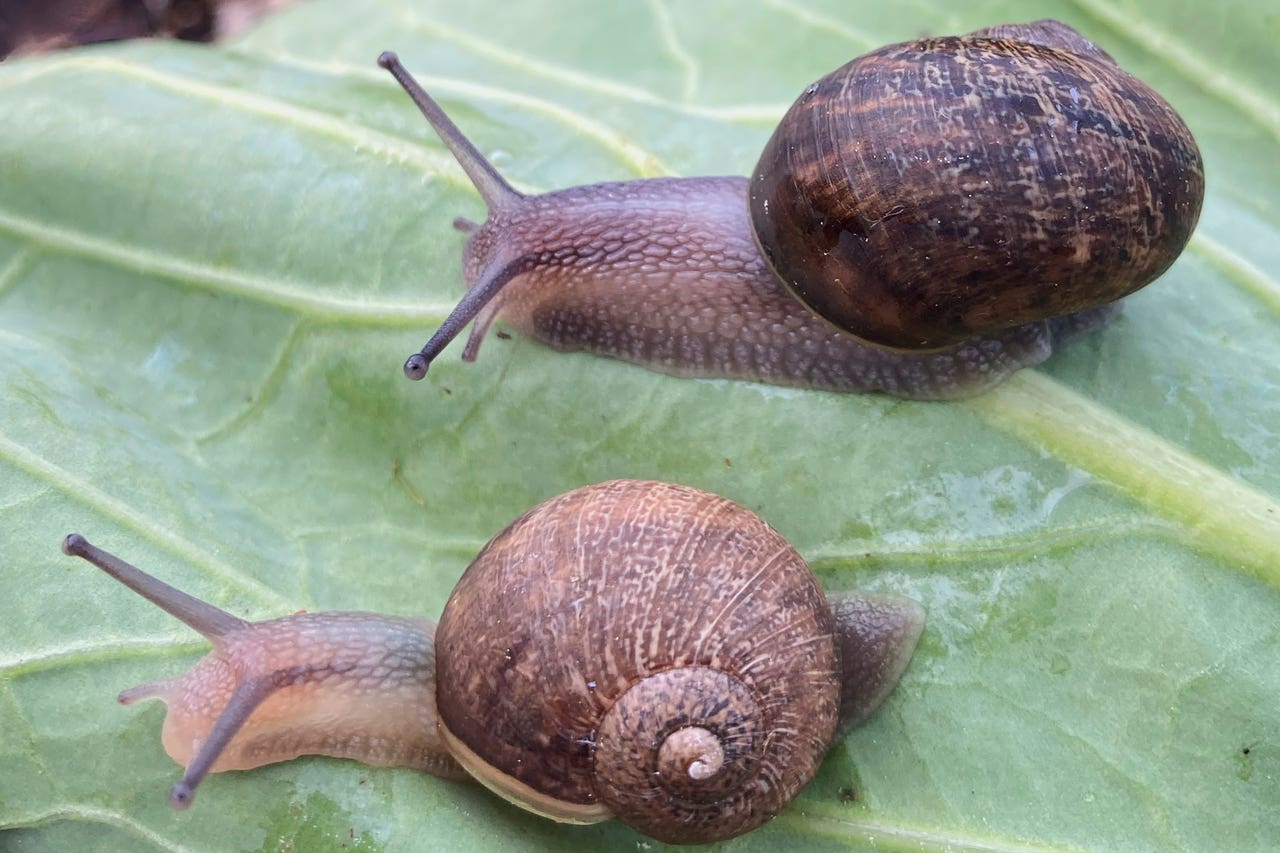 Hunt is on to find a mate for Ned the snail with a rare left-coiled ...