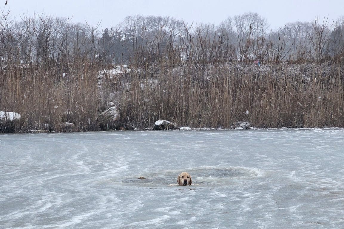 Dog saved by US firefighters after falling through ice | Stroud News ...