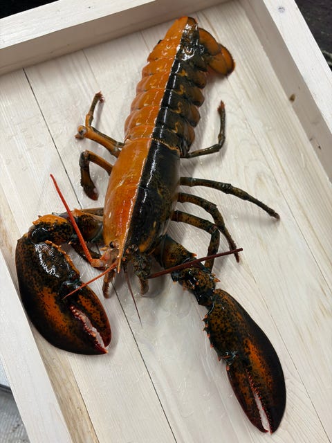 Rare two-coloured lobster gifted to science centre and saved from the ...