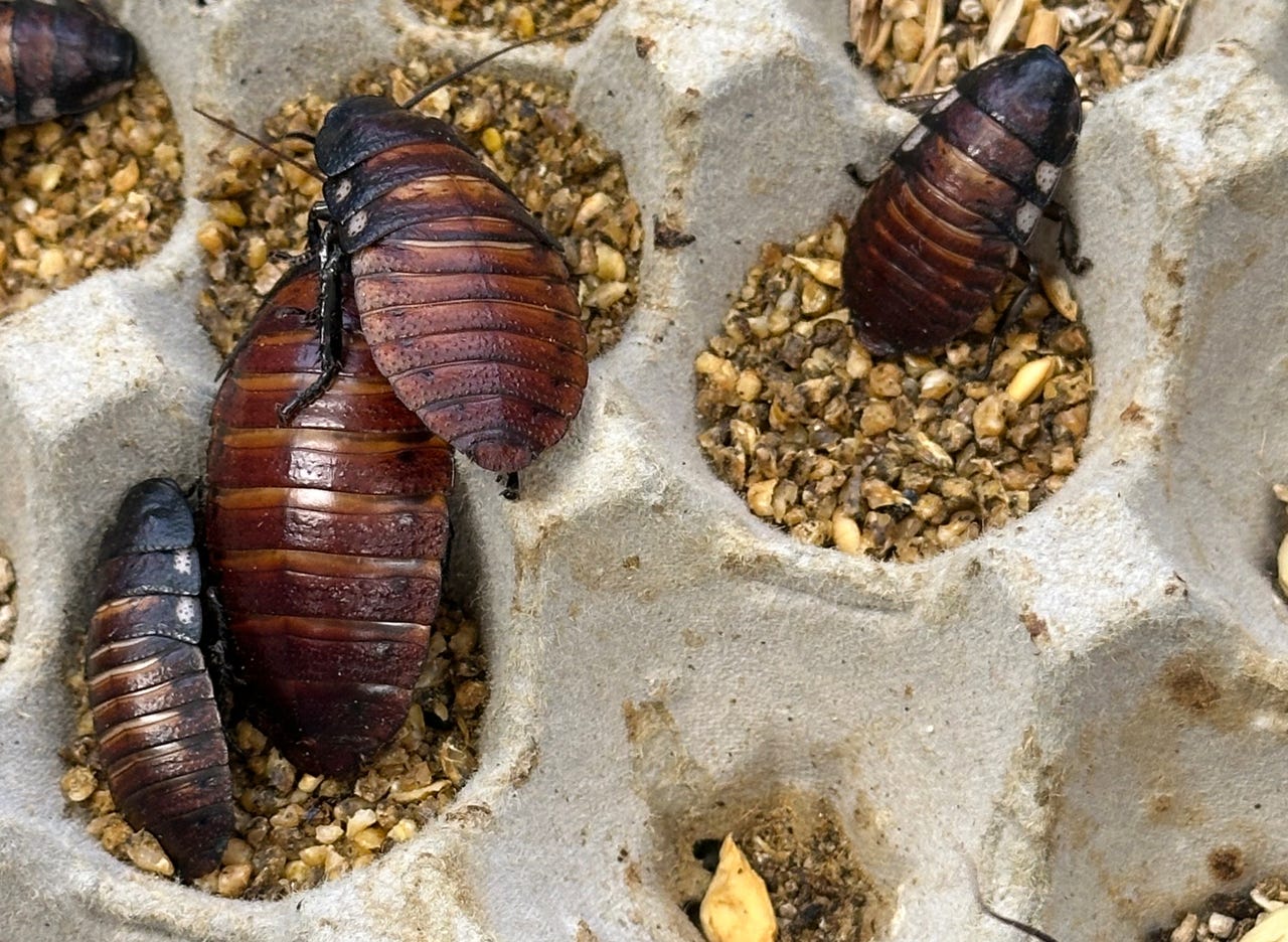 Cockroach kingpin caught with 100,000 illegal insects in record bug ...