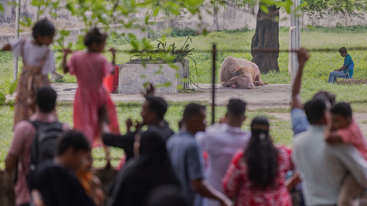 The bovine office – Donald Trump lookalike buffalo thrills Bangladesh ...