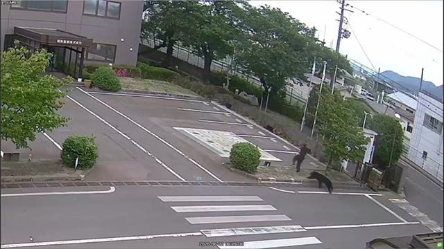 Bear injures four people in residential area of Japan | Echo