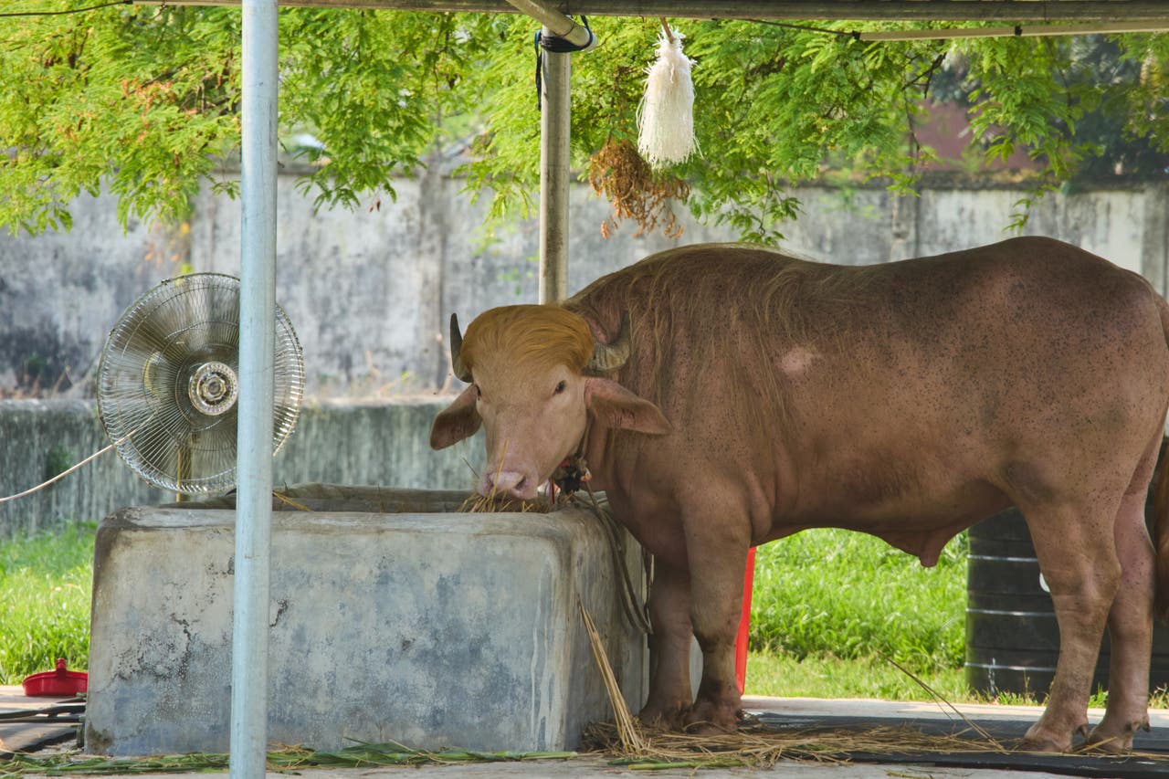 The bovine office – Donald Trump lookalike buffalo thrills Bangladesh ...