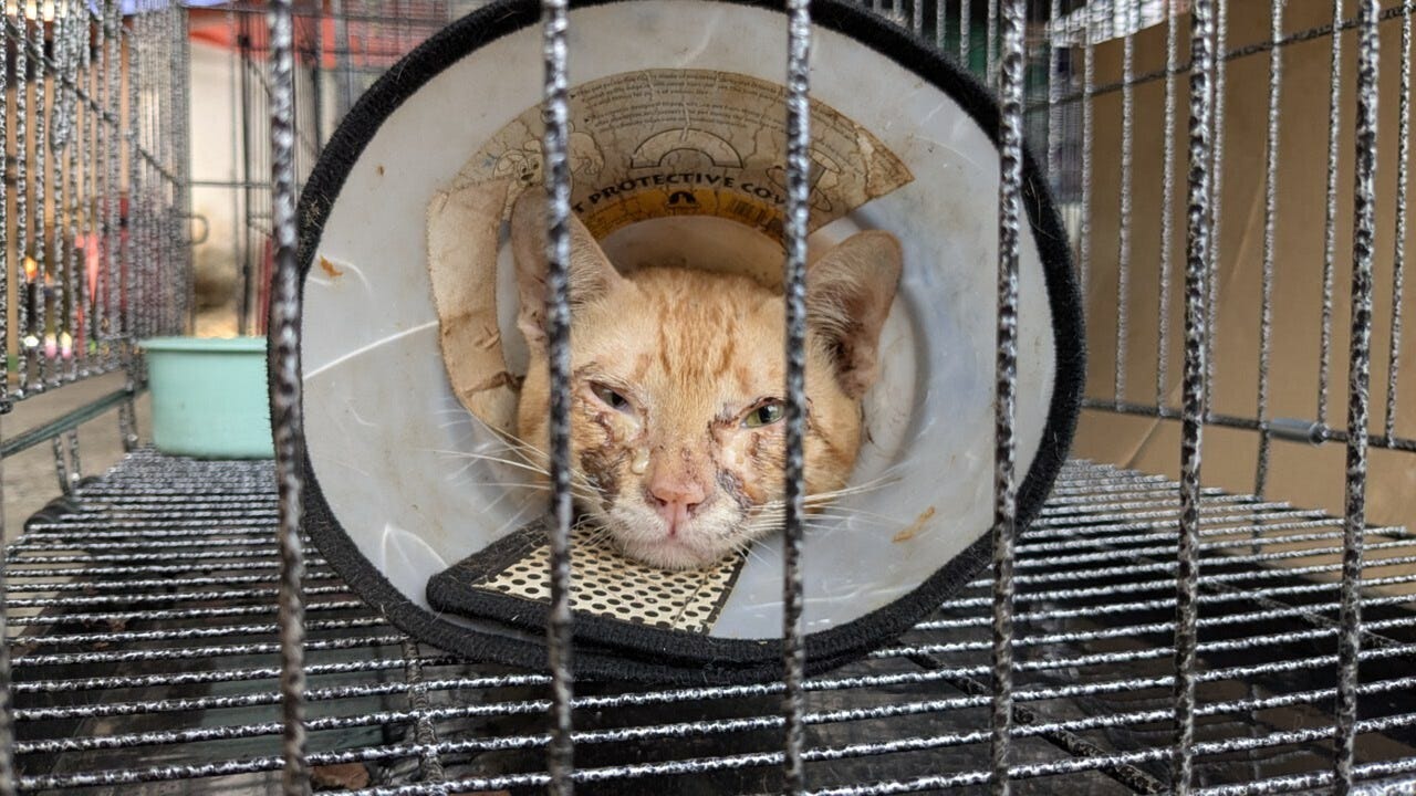 Police save hundreds of cats from slaughter in Vietnam theft ring bust ...